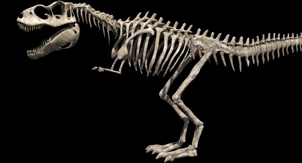 Muscle t rex 3D model - TurboSquid 1386225