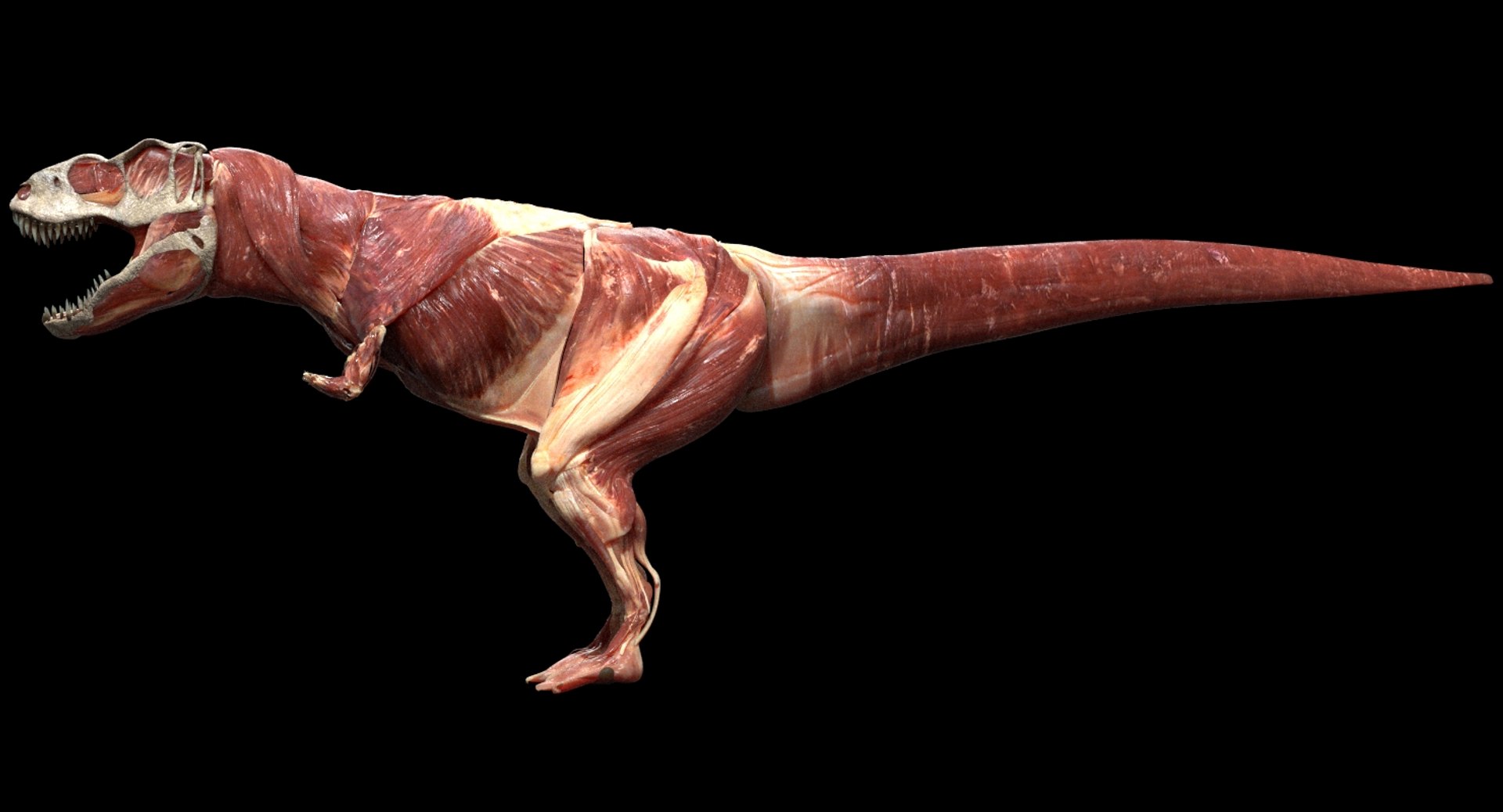 Muscle T Rex 3D Model - TurboSquid 1386225