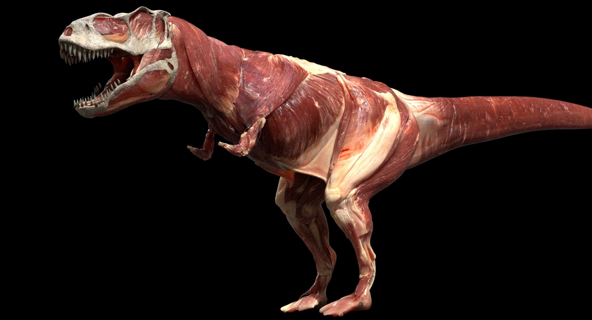 Muscle T Rex 3D Model - TurboSquid 1386225
