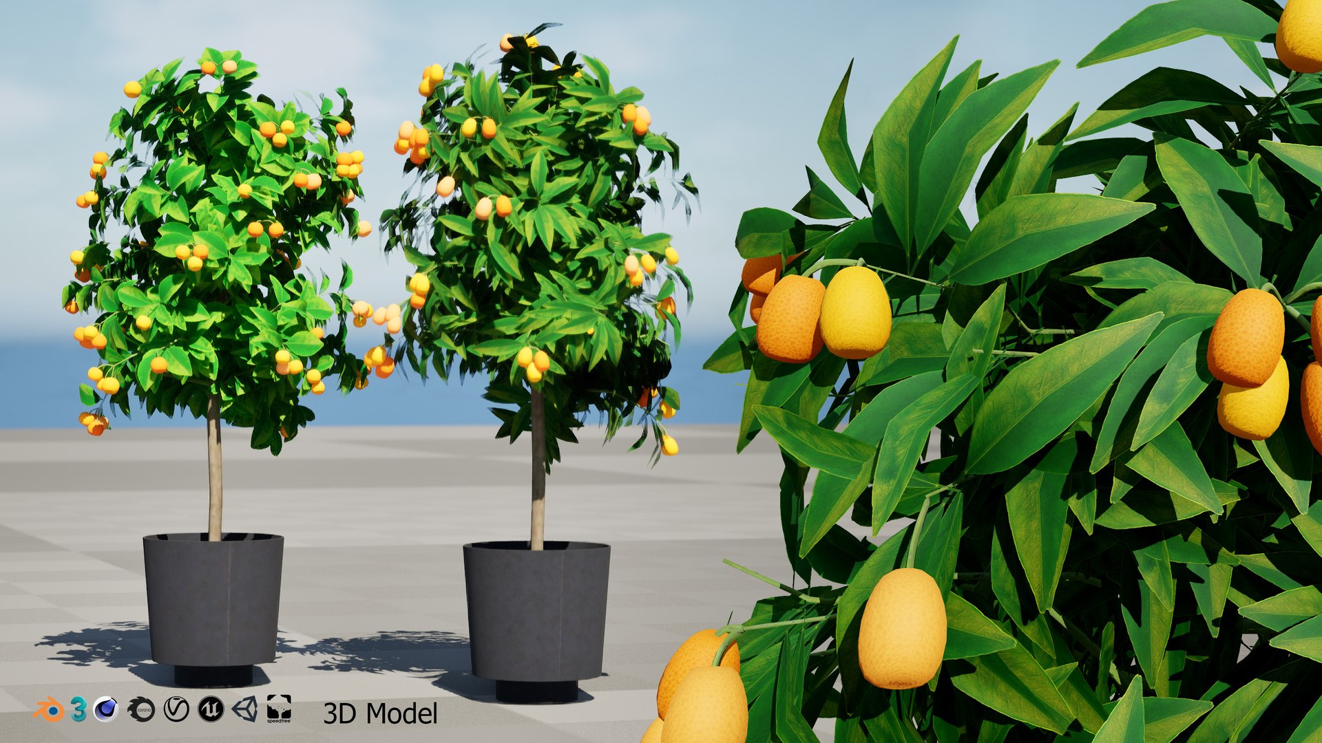 3D A Collection Of 3D Citrus Tree Models - TurboSquid 2248565