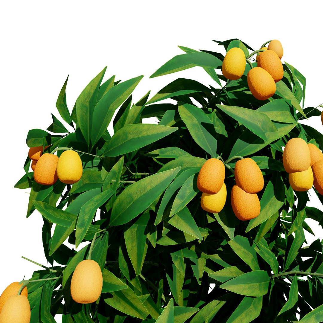 3D A Collection Of 3D Citrus Tree Models - TurboSquid 2248565