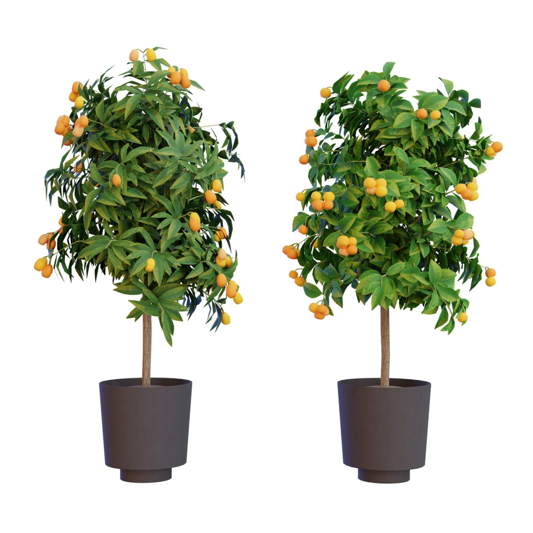 3D A Collection Of 3D Citrus Tree Models - TurboSquid 2248565