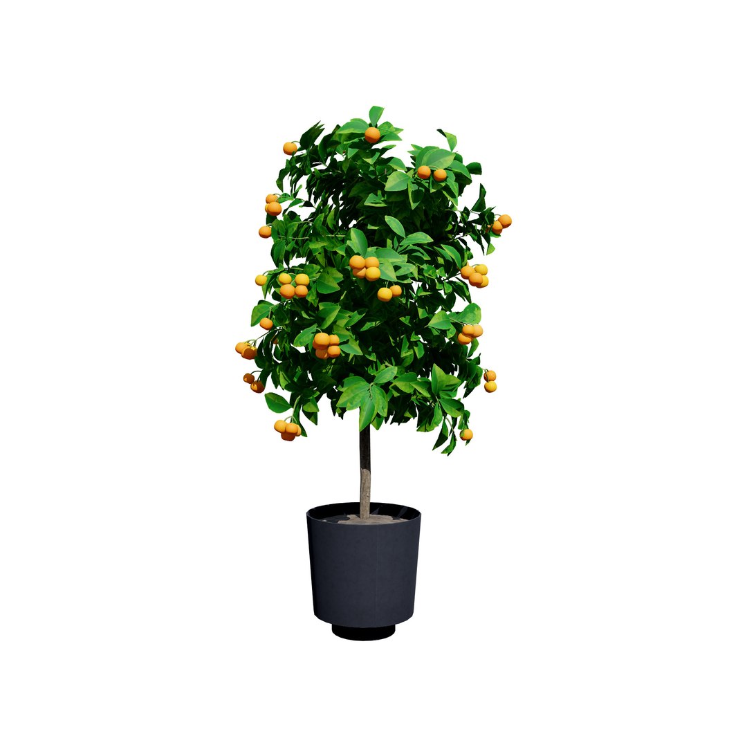 3D A Collection Of 3D Citrus Tree Models - TurboSquid 2248565