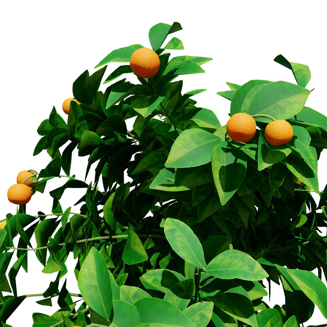 3D A Collection Of 3D Citrus Tree Models - TurboSquid 2248565