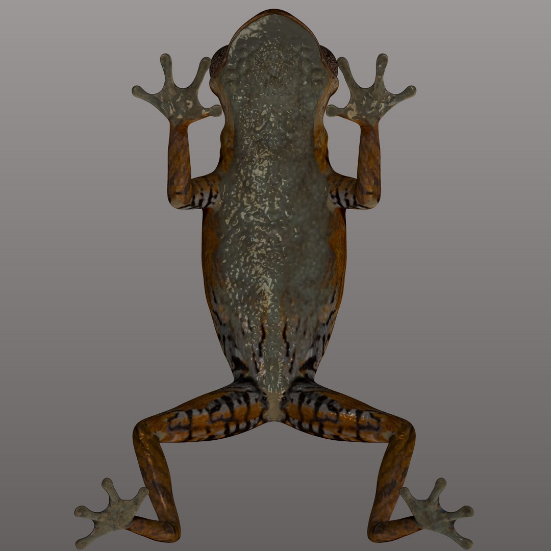 3d Brown Tree Frog Model
