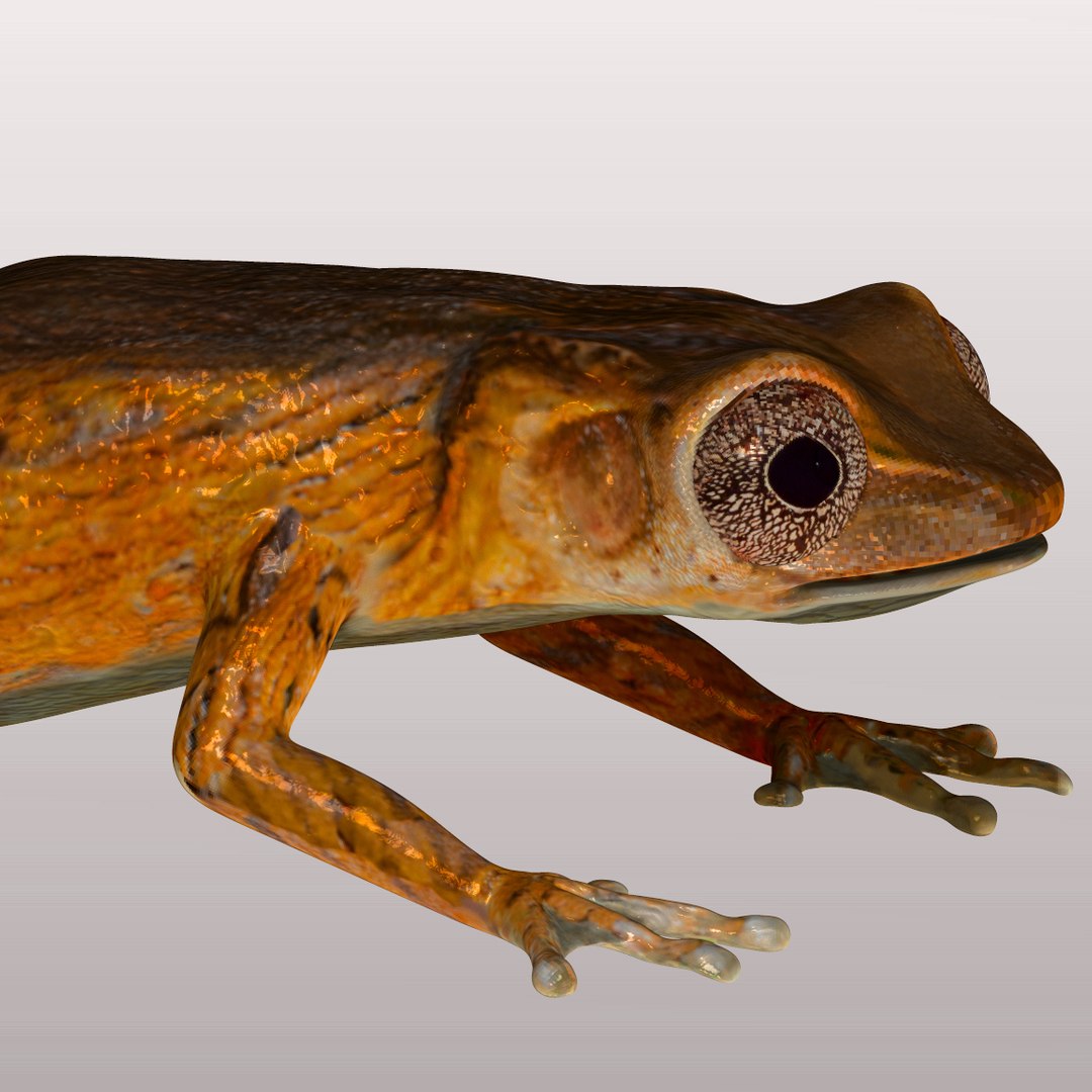 3d Brown Tree Frog Model