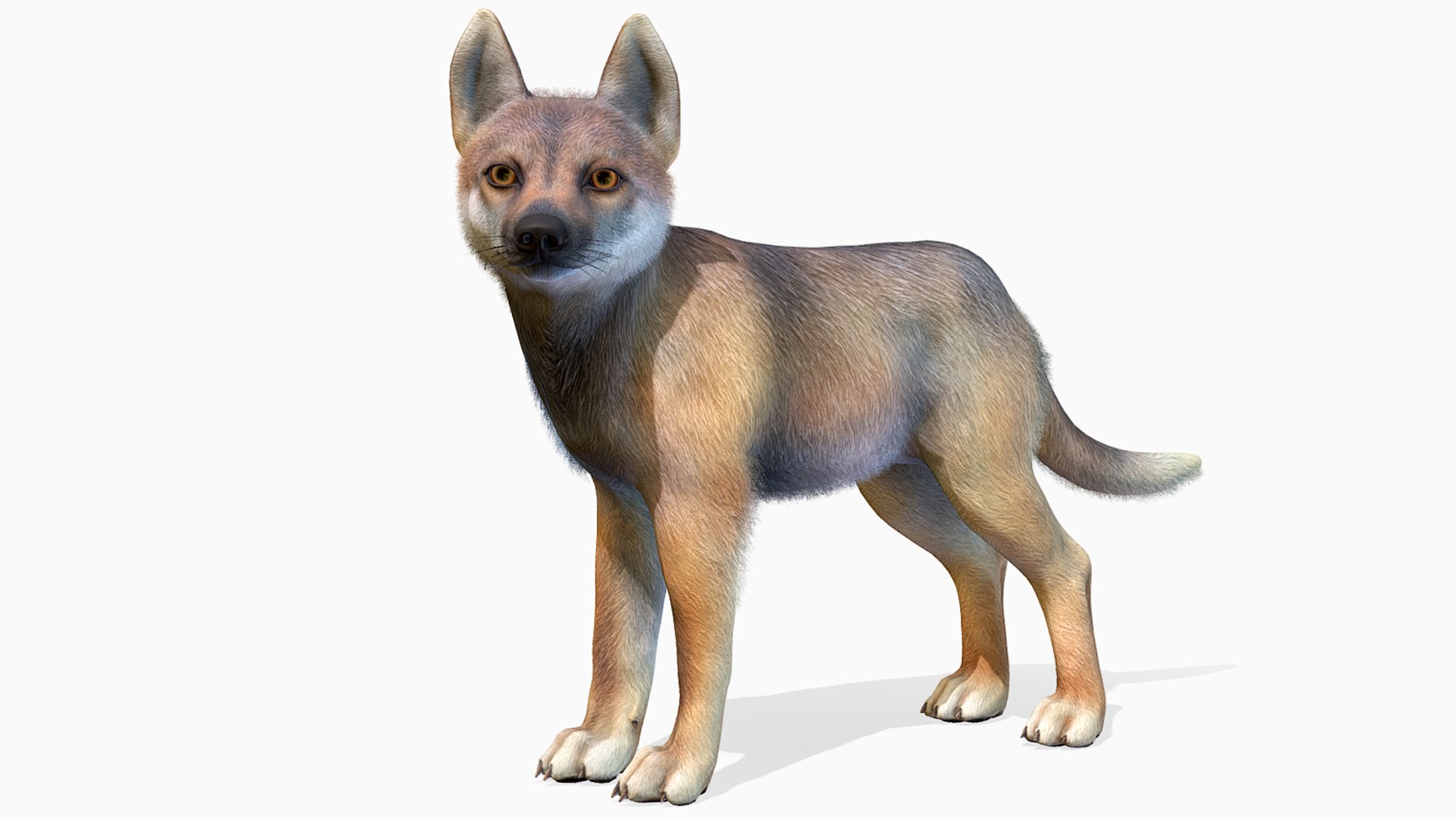 3D Wolf - Cub Model - TurboSquid 2118901