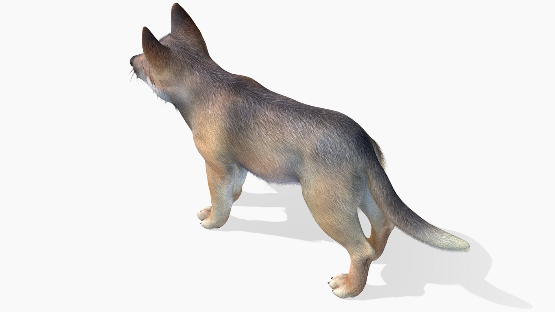 3D Wolf - Cub Model - TurboSquid 2118901