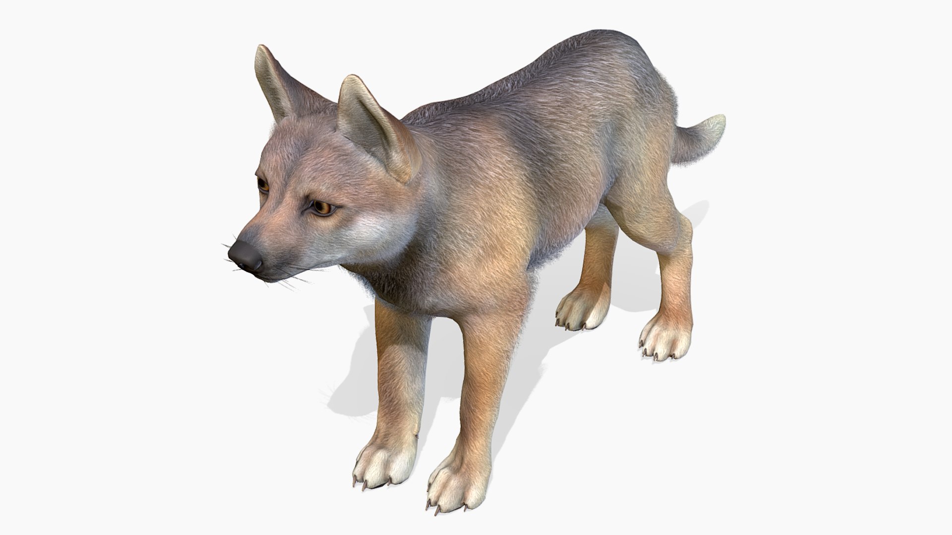 3D Wolf - Cub Model - TurboSquid 2118901
