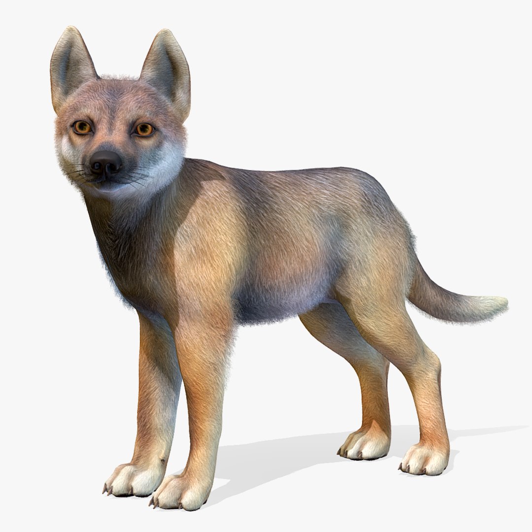 3D Wolf - Cub Model - TurboSquid 2118901