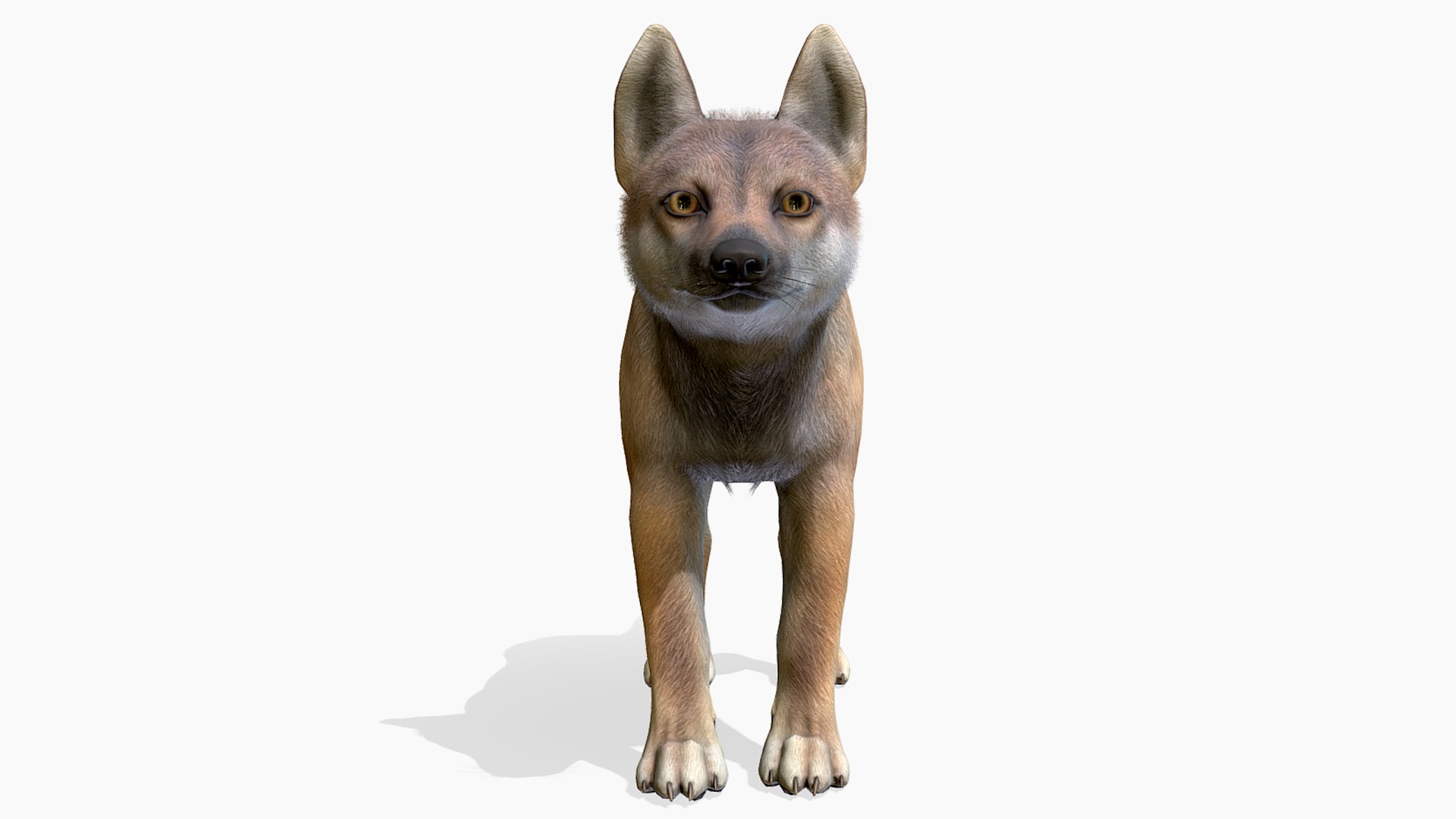 3D Wolf - Cub Model - TurboSquid 2118901