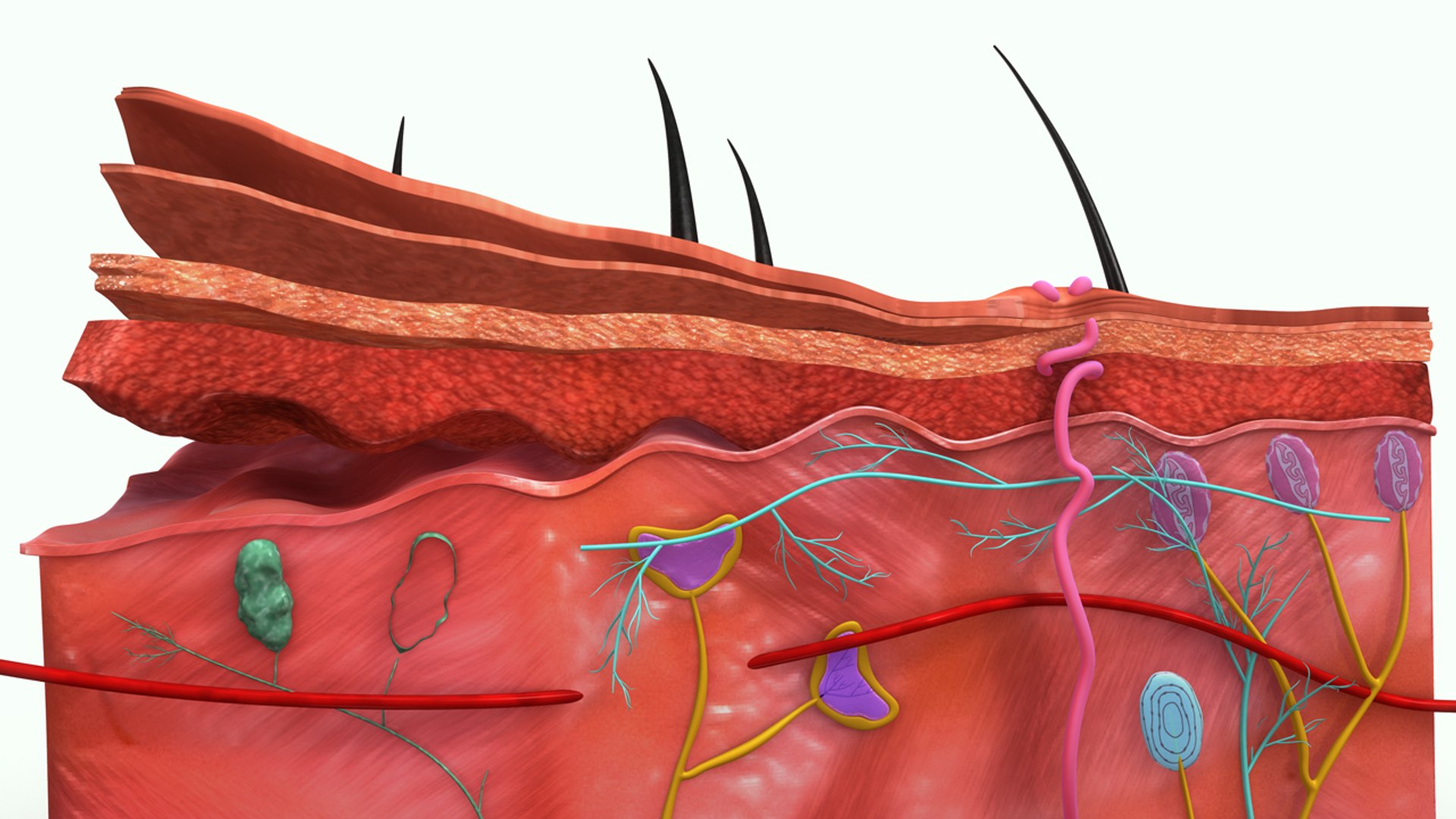 3d Epidermis Skin Anatomy