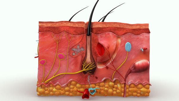 modelo 3d Anatomia de la piel - TurboSquid 713850