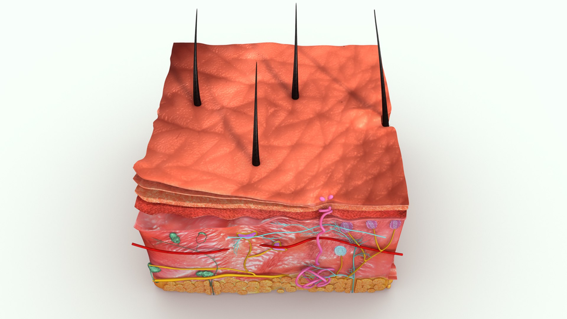 3d Epidermis Skin Anatomy