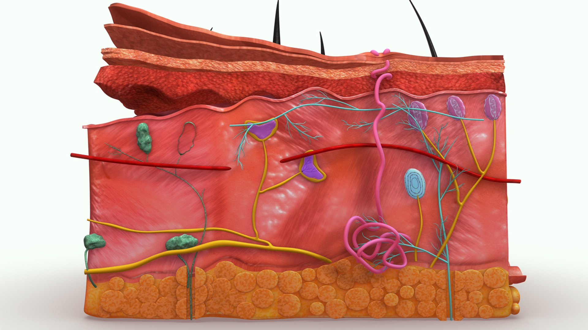 3d Epidermis Skin Anatomy