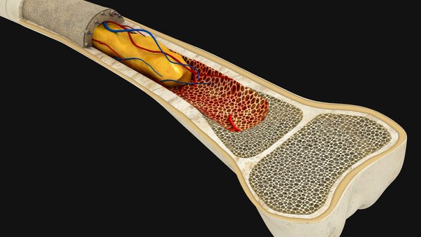 3D model Bone Marrow Anatomy - TurboSquid 1739292