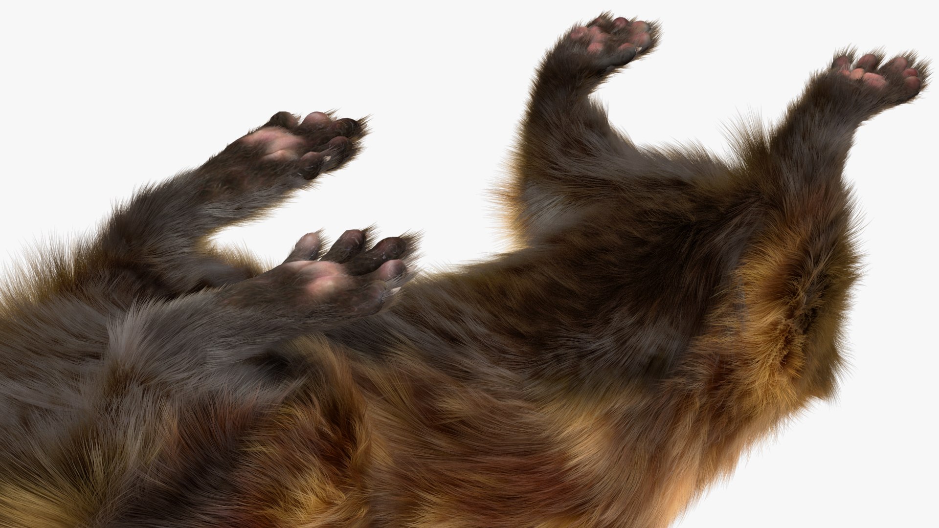 Vormela Peregusna In Walking Pose Fur 3D Model - TurboSquid 2206793