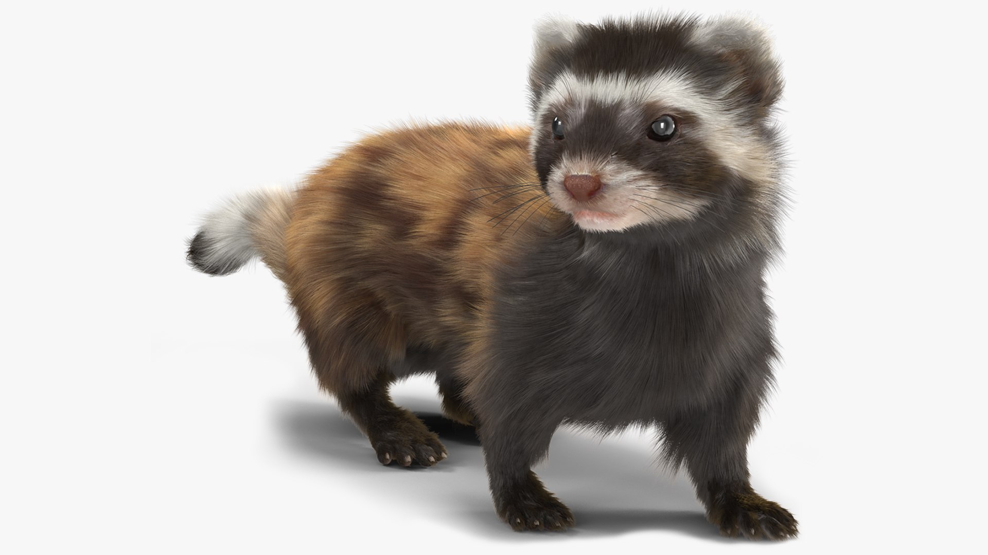 Vormela Peregusna In Walking Pose Fur 3D Model - TurboSquid 2206793