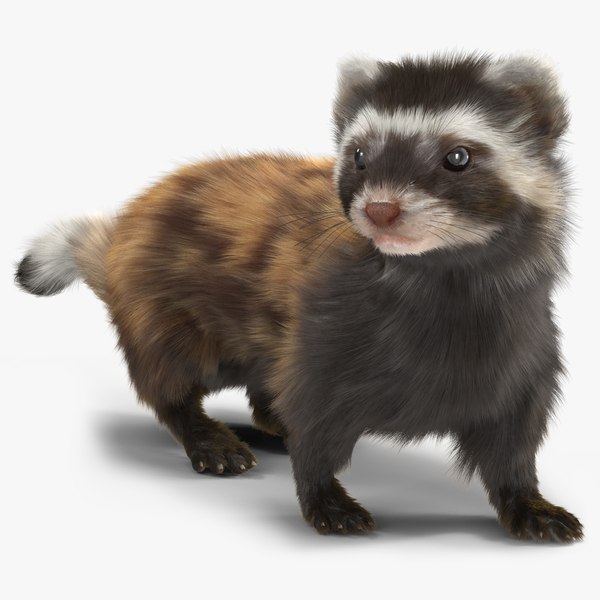 Ferret 3D Models for Download | TurboSquid