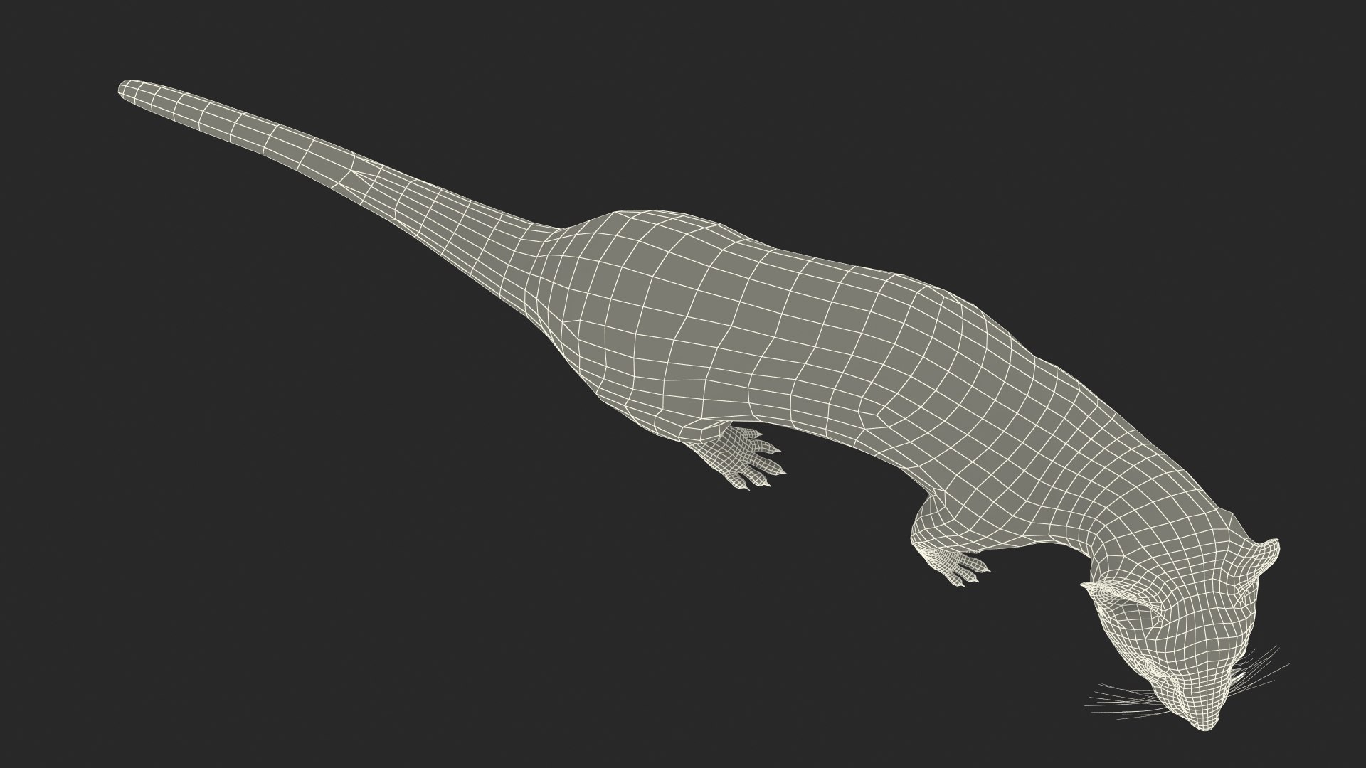 Vormela Peregusna In Walking Pose Fur 3D Model - TurboSquid 2206793