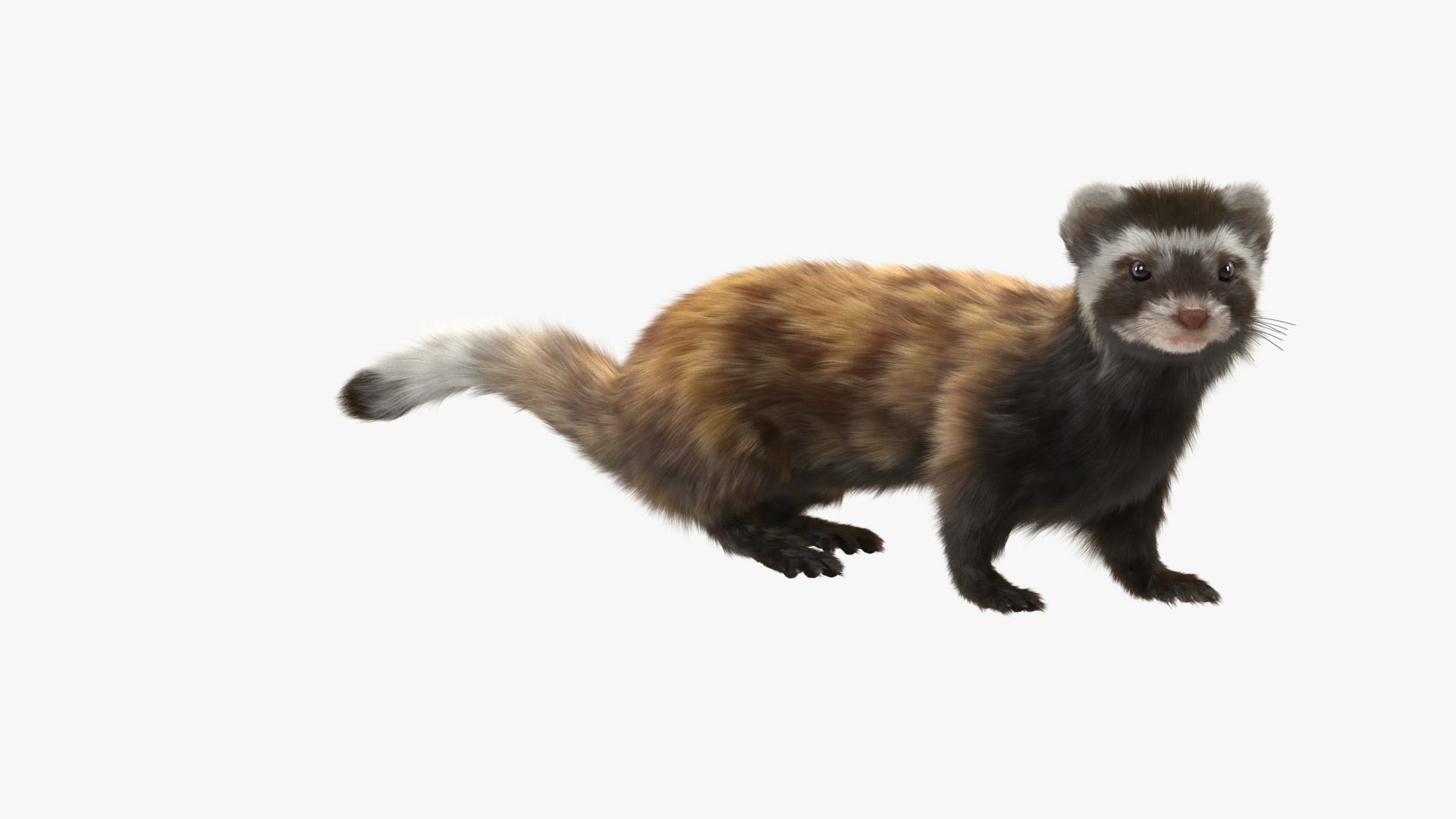 Vormela Peregusna In Walking Pose Fur 3D Model - TurboSquid 2206793