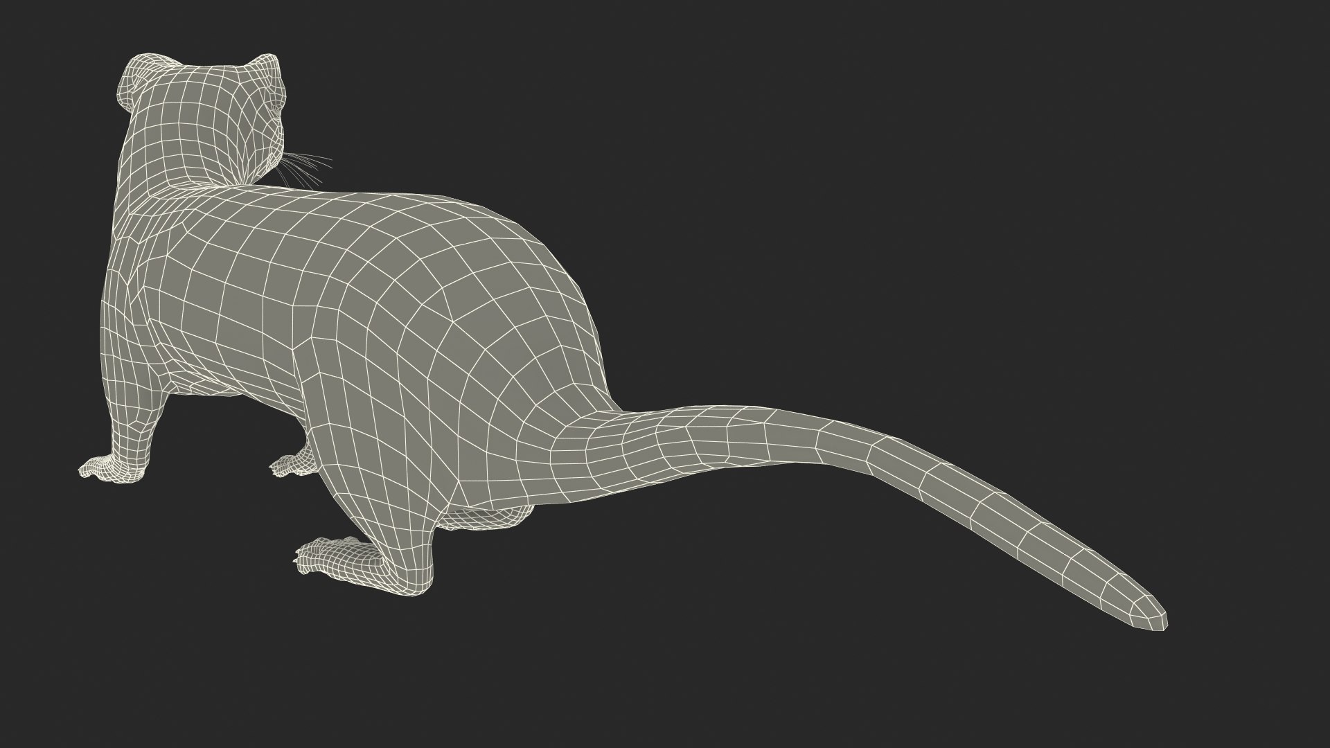 Vormela Peregusna In Walking Pose Fur 3D Model - TurboSquid 2206793