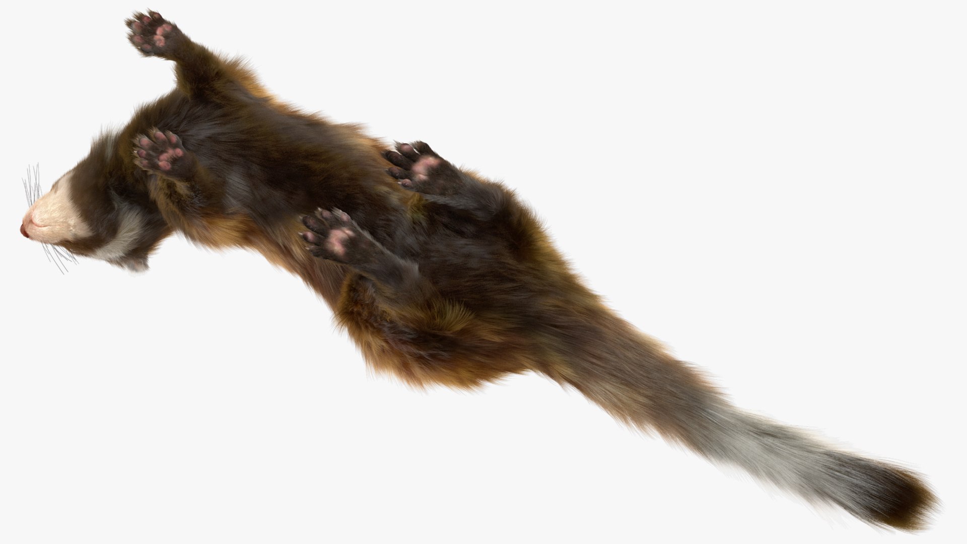 Vormela Peregusna In Walking Pose Fur 3D Model - TurboSquid 2206793