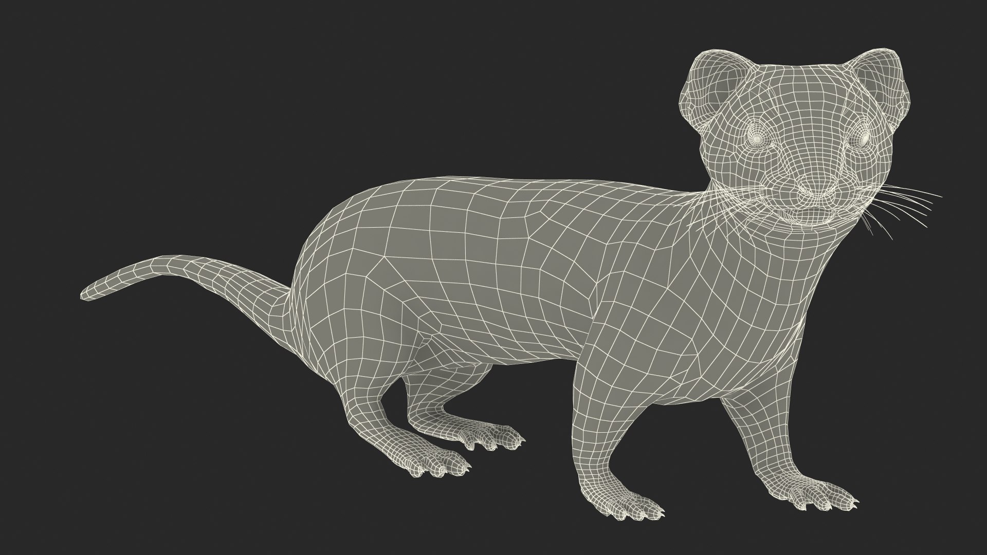 Vormela Peregusna In Walking Pose Fur 3D Model - TurboSquid 2206793