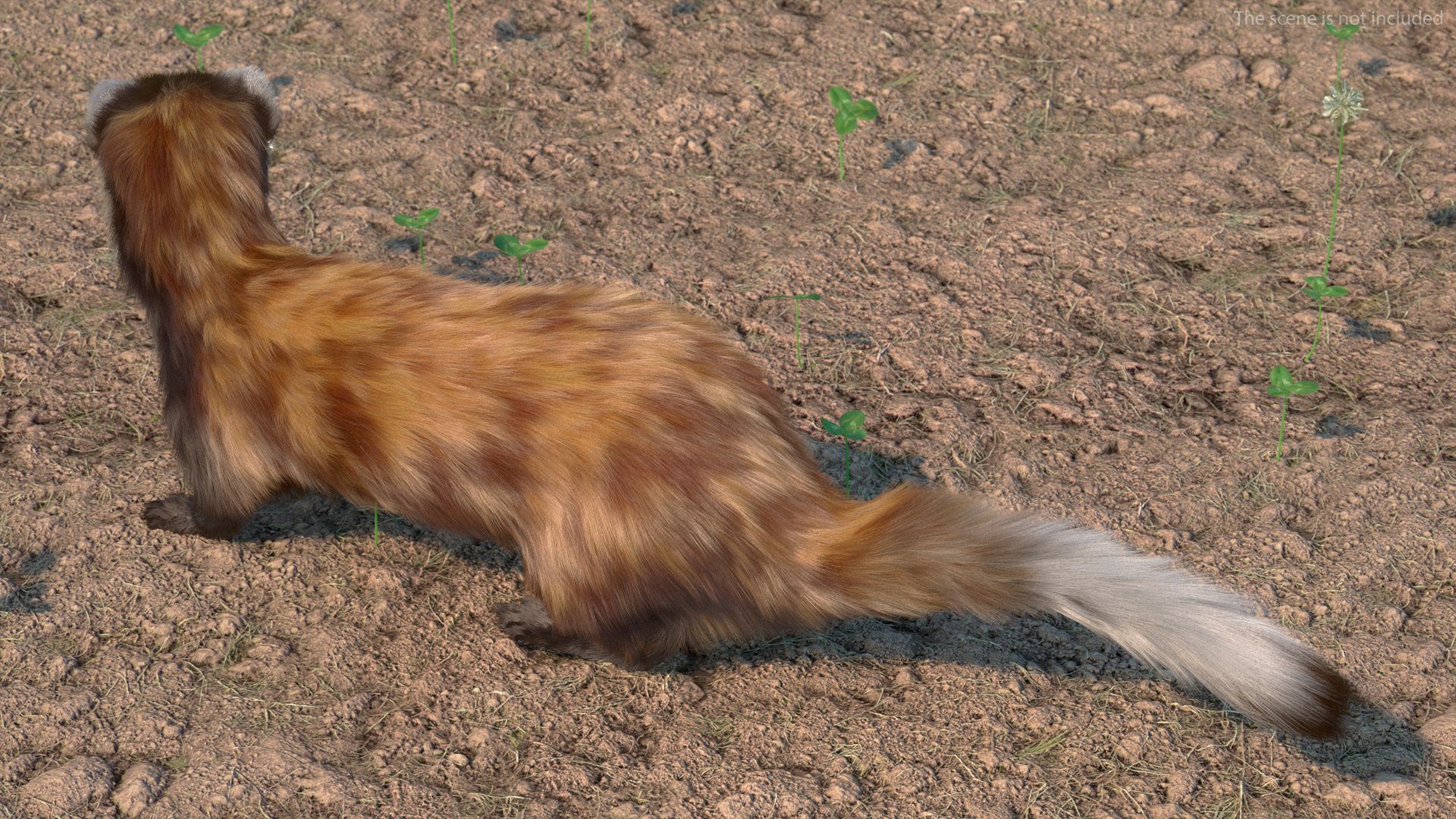 Vormela Peregusna In Walking Pose Fur 3D Model - TurboSquid 2206793