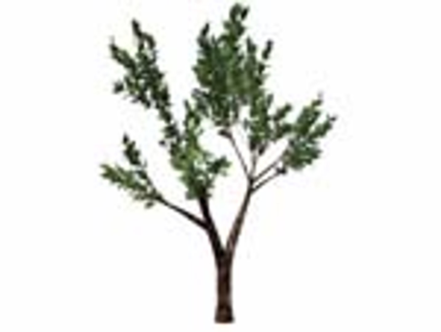free tree bryce 3d model