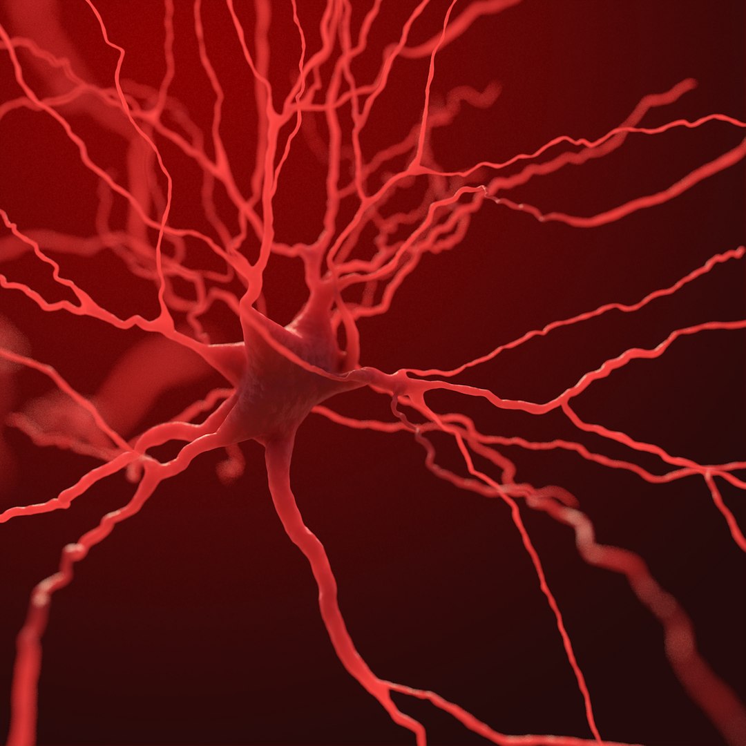 Dendrite Neuron Cell 3D Model - TurboSquid 1286677