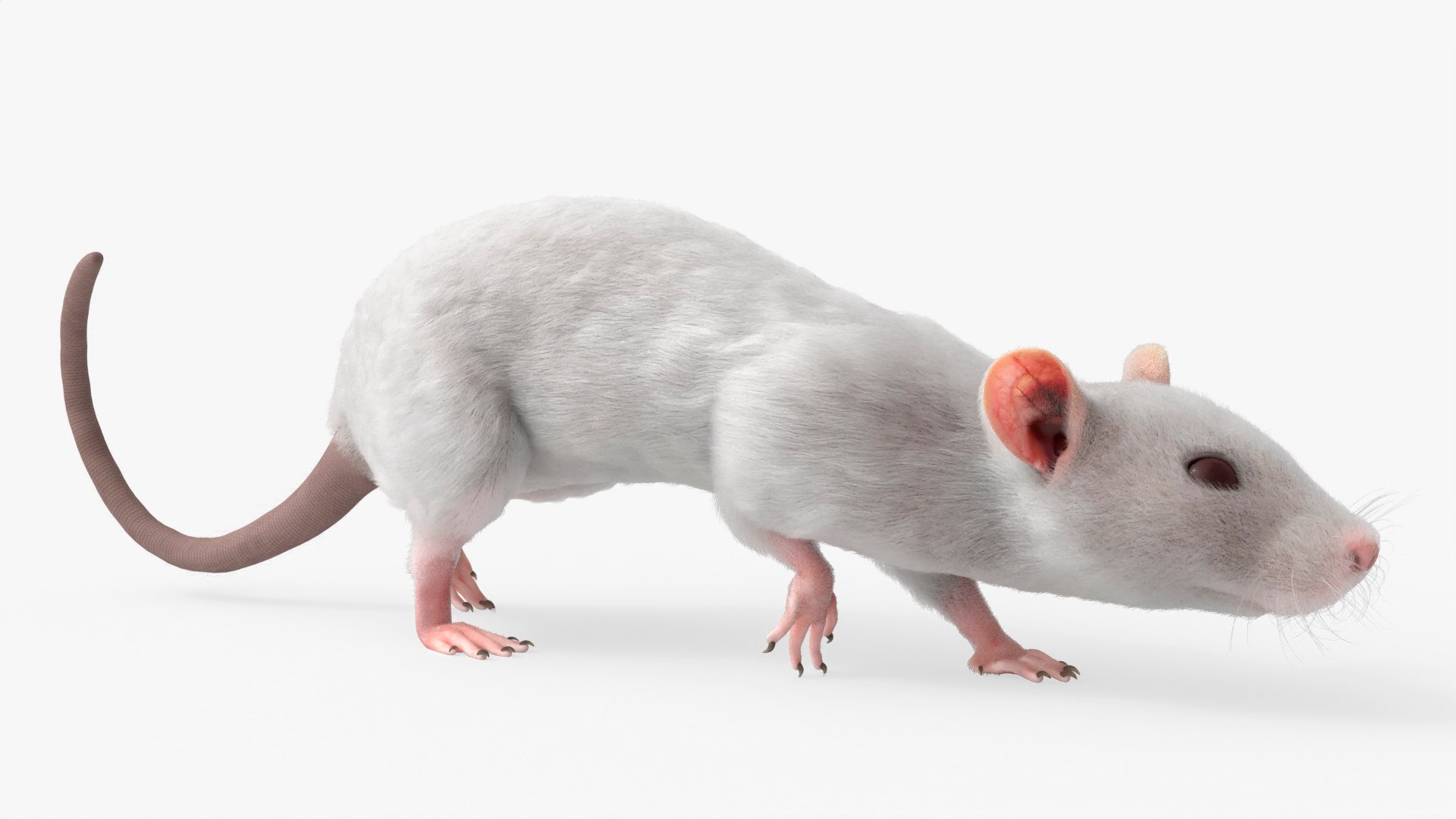 Domestic White Rat Walking Animated Rigged For Blender 3D Model ...