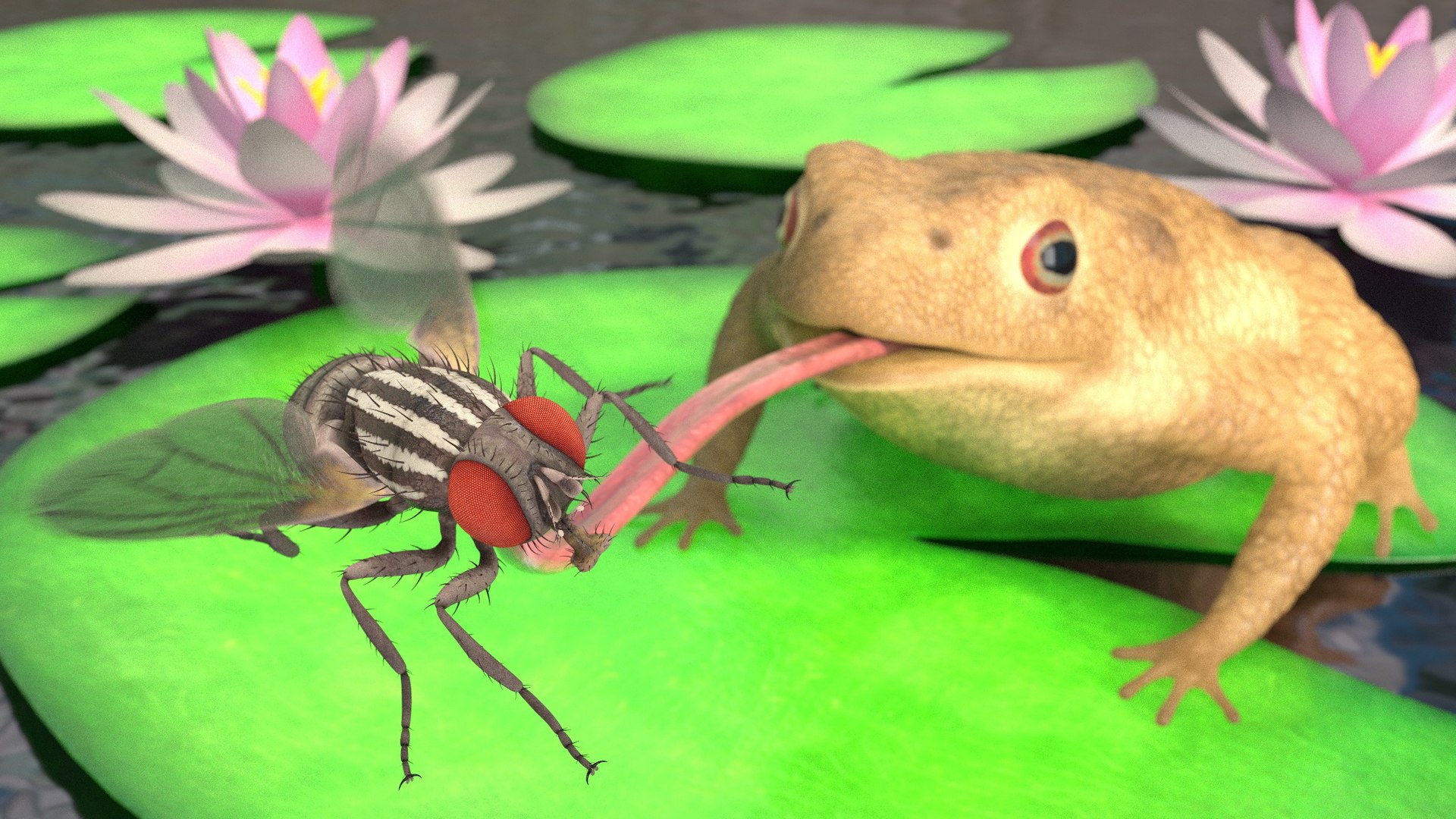 Toad Catching Fly 3d 3ds