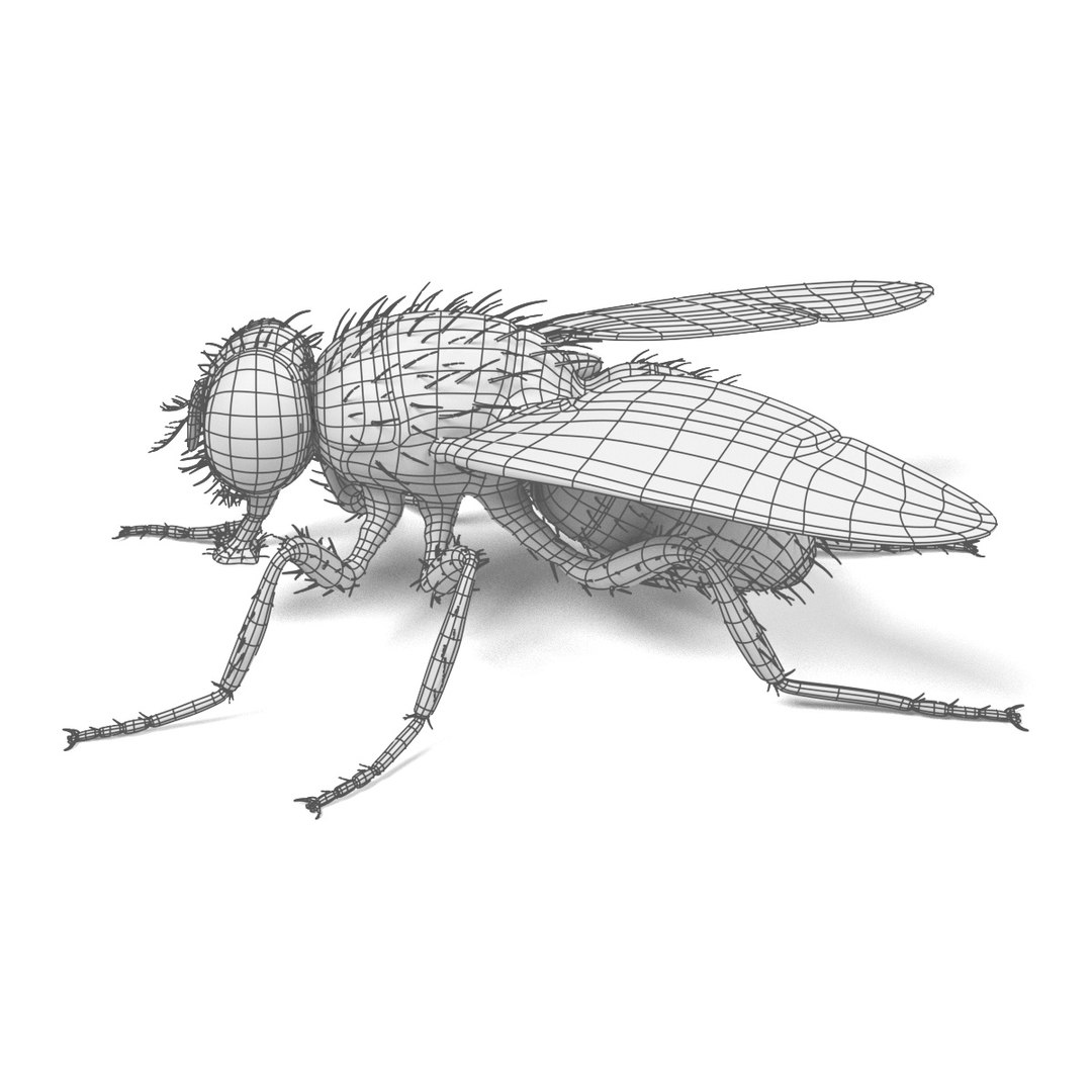 Toad Catching Fly 3d 3ds