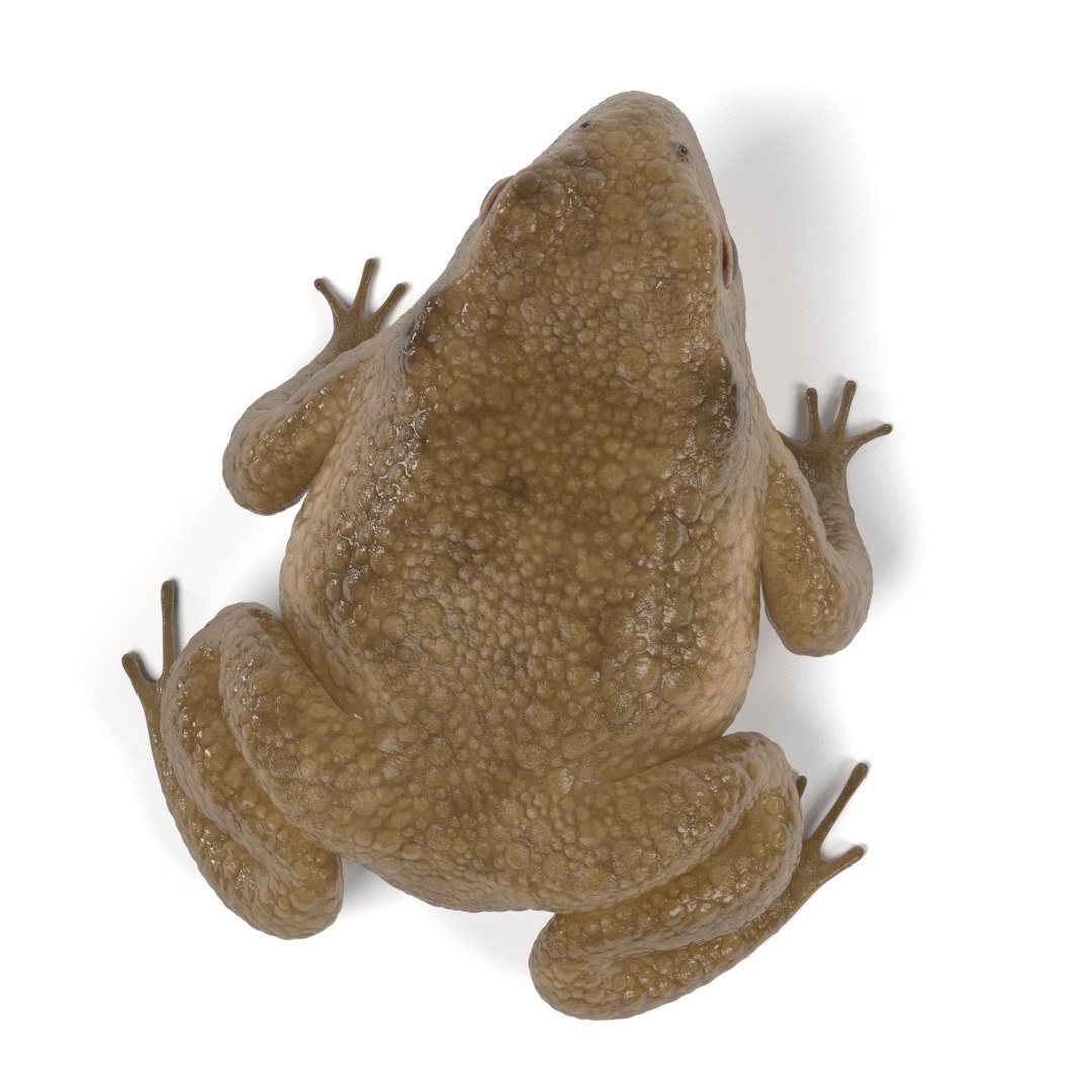 Toad Catching Fly 3d 3ds