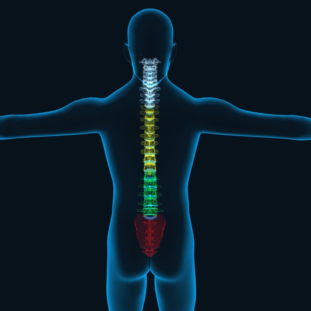 3d Human Spine