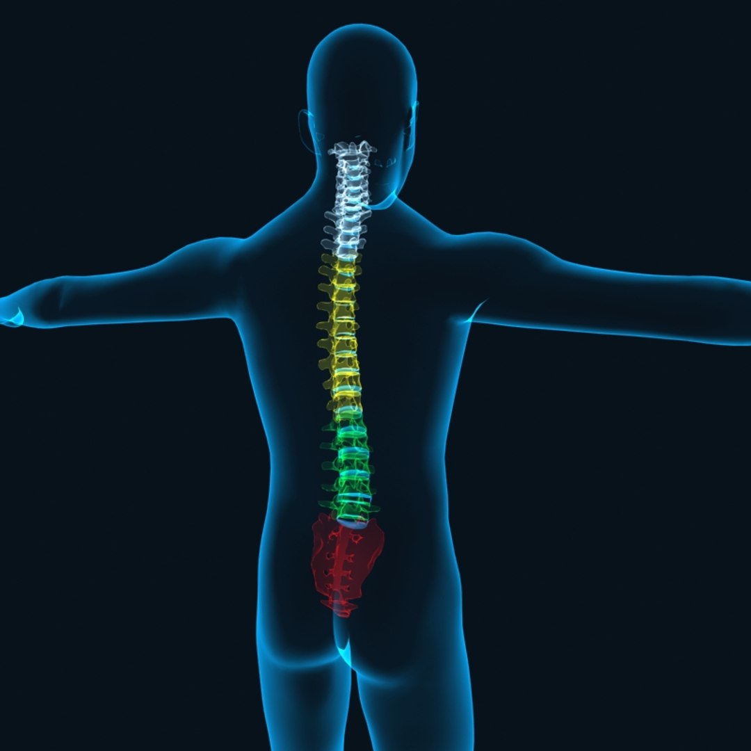 3d Human Spine