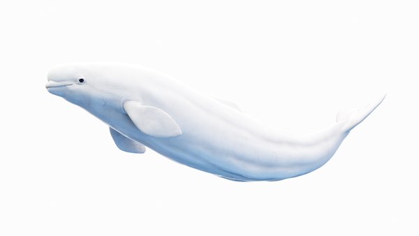 modelo 3d Ballena Beluga animada - TurboSquid 2148768