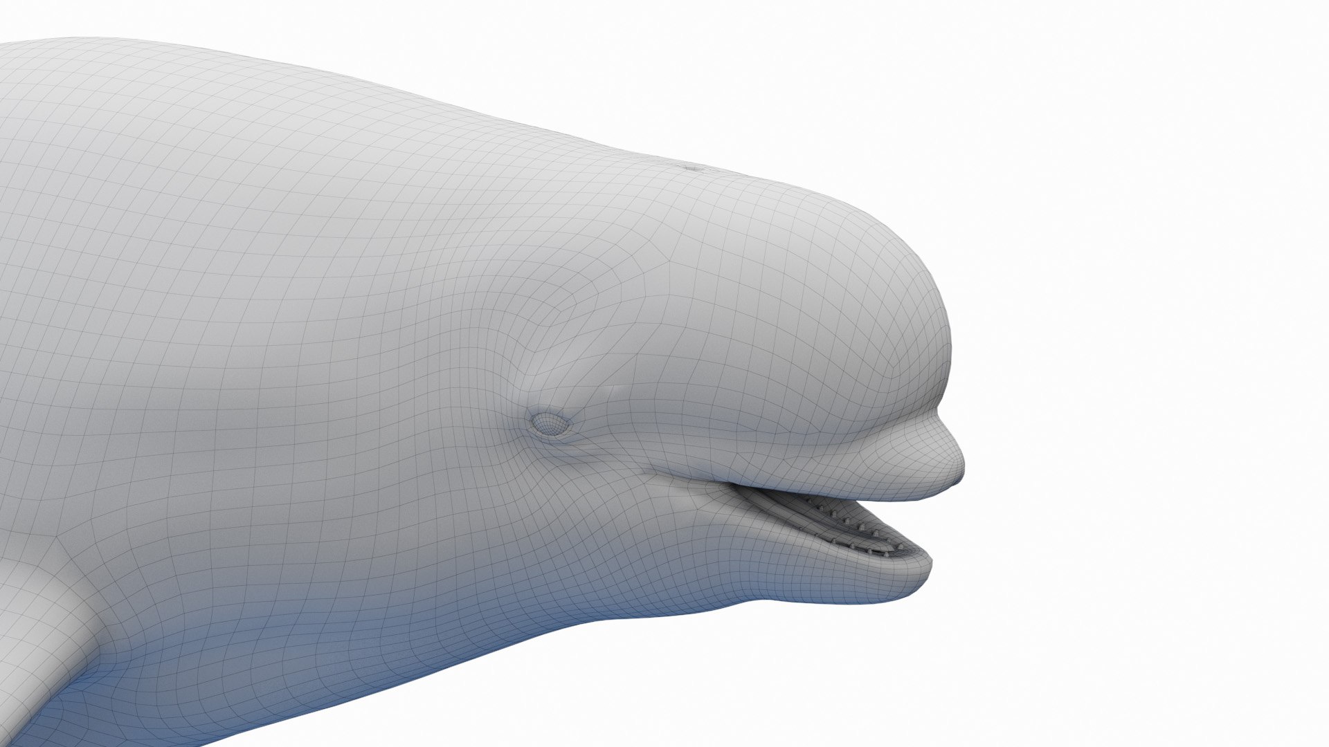 Beluga Whale Animated 3D Model - TurboSquid 2148768