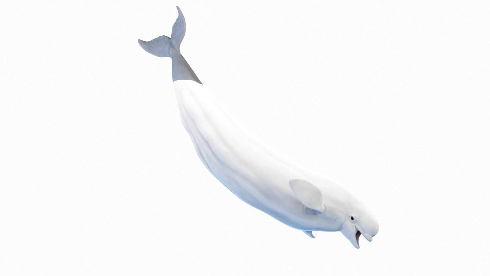 Beluga Whale Animated 3D Model - TurboSquid 2148768