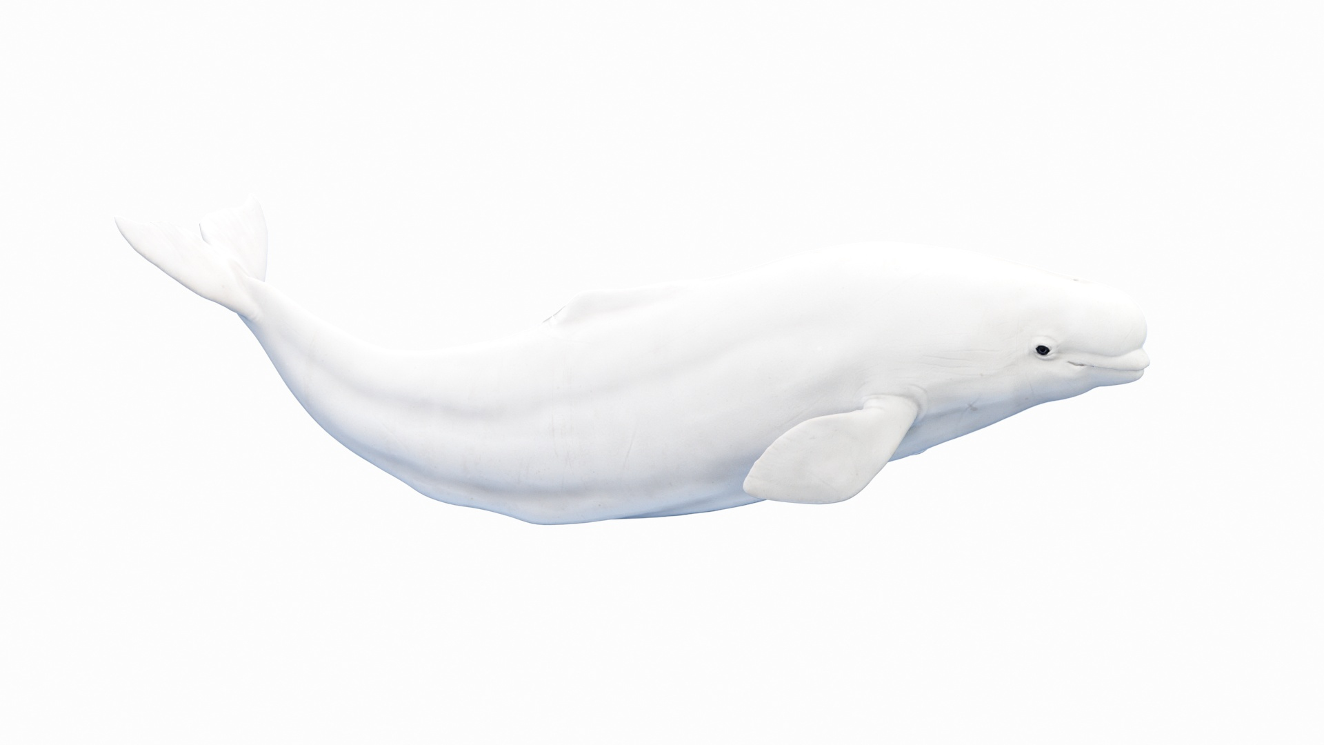 Beluga Whale Animated 3D Model - TurboSquid 2148768