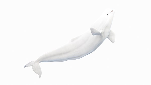 modelo 3d Ballena Beluga animada - TurboSquid 2148768