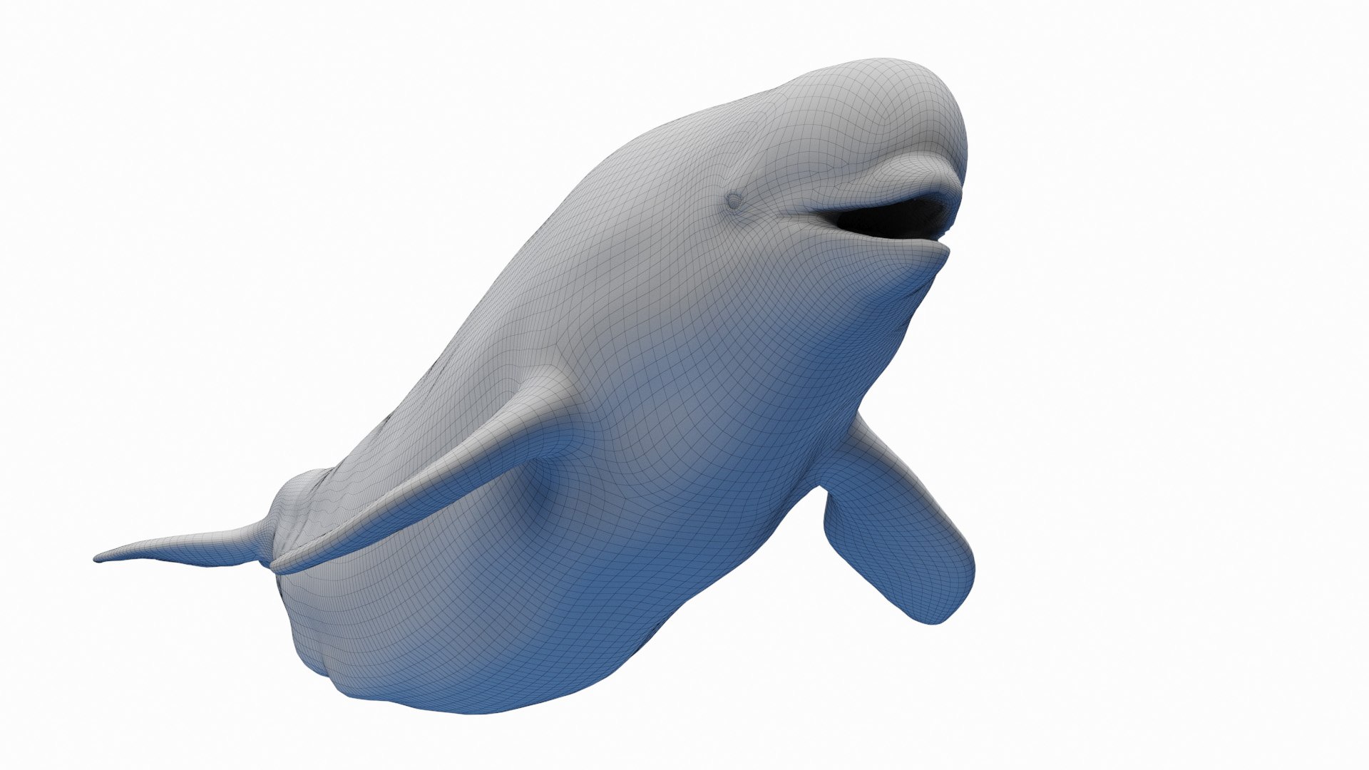 Beluga Whale Animated 3D Model - TurboSquid 2148768