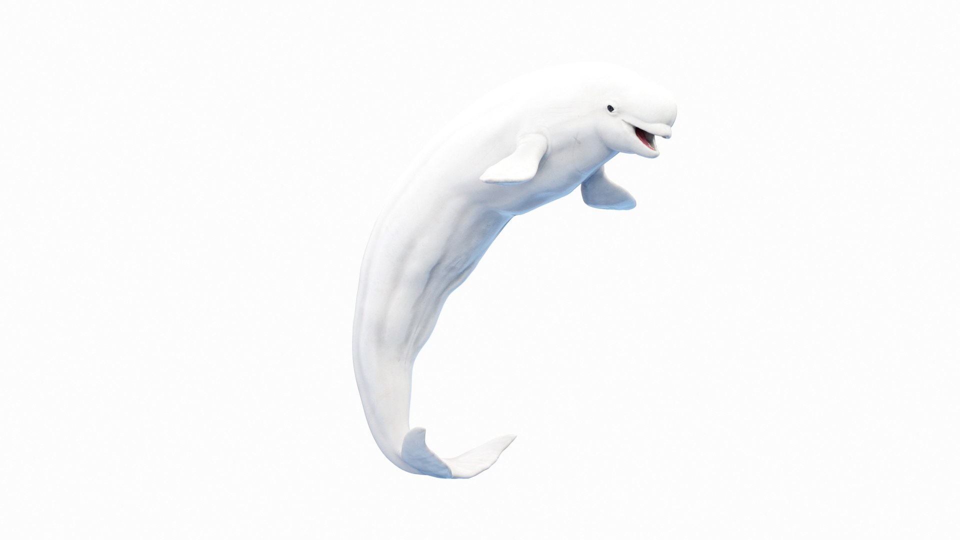 Beluga Whale Animated 3D model - TurboSquid 2148768