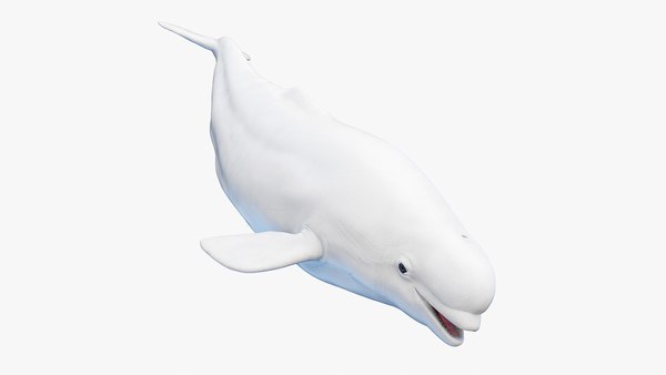 modelo 3d Ballena Beluga animada - TurboSquid 2148768