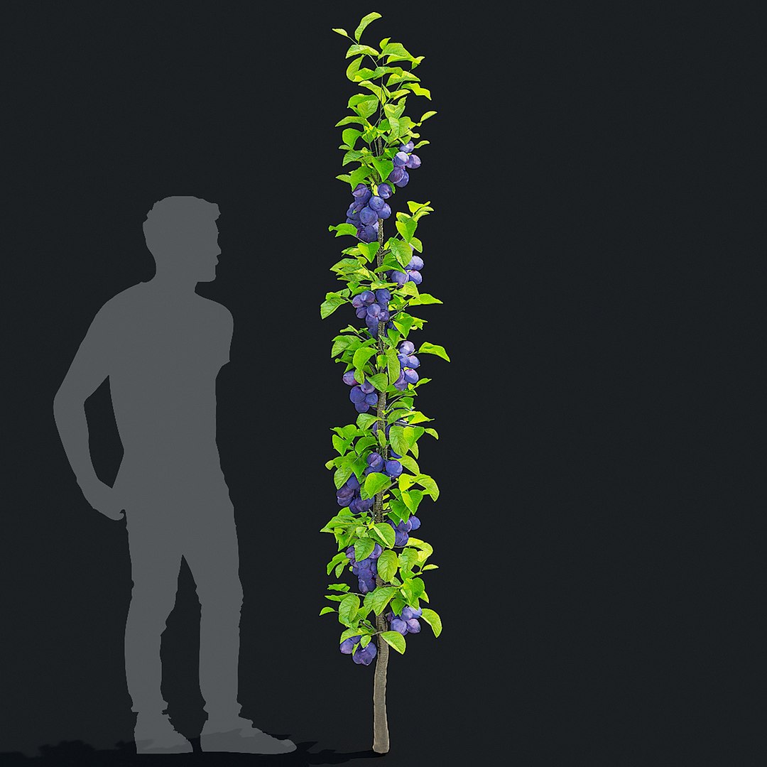 3D Model Columnar Fruit Trees - TurboSquid 2284232