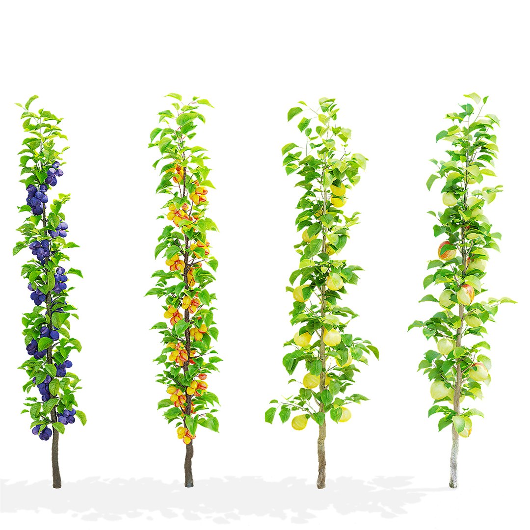 3D Model Columnar Fruit Trees - TurboSquid 2284232
