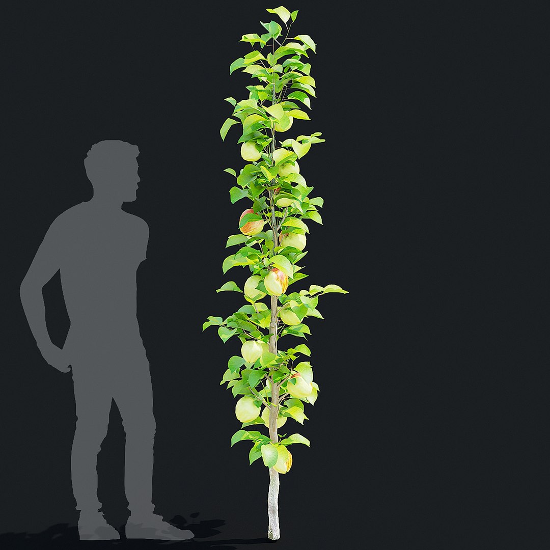 3D Model Columnar Fruit Trees - TurboSquid 2284232