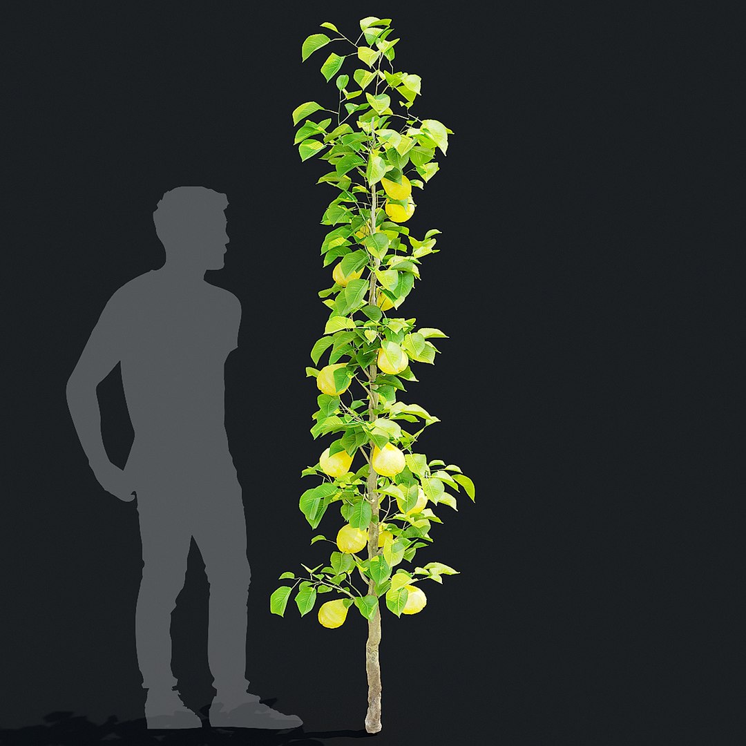 3D Model Columnar Fruit Trees - TurboSquid 2284232