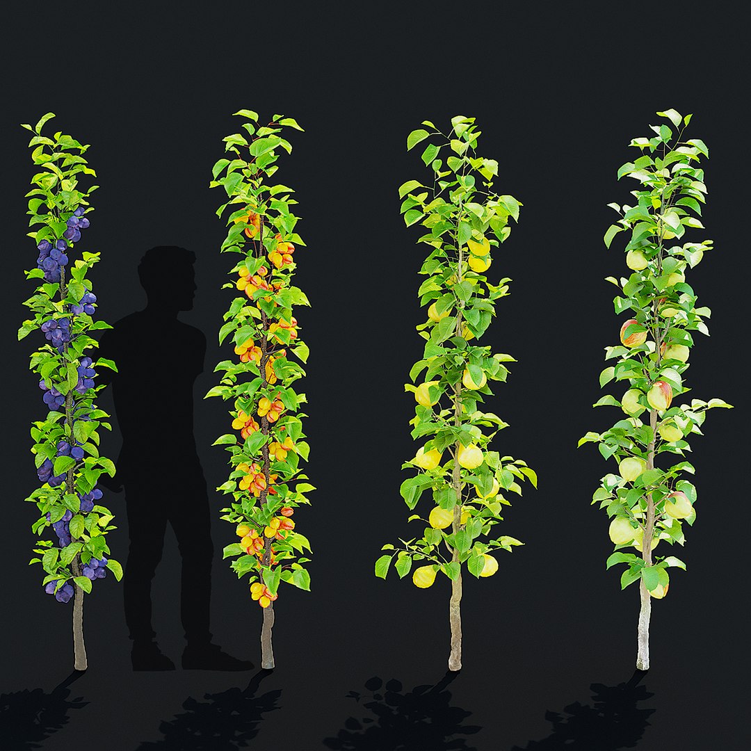 3D Model Columnar Fruit Trees - TurboSquid 2284232